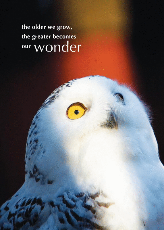 Snowy Owl Quotes Owl Quotes And Sayings | Owl Treasures